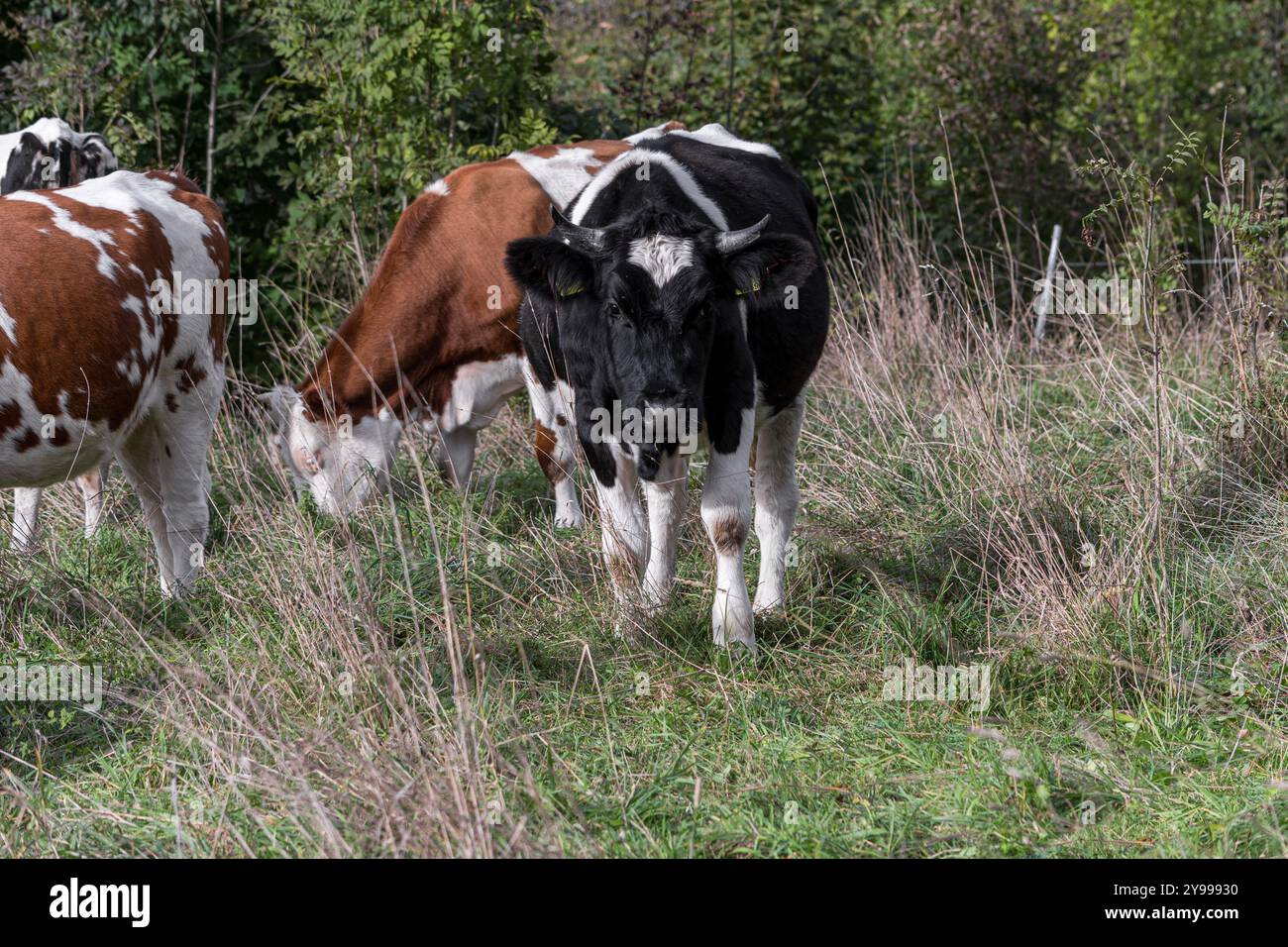 Italian Red Spotted Cow and Black Cow with White Spots Grazing on a ...