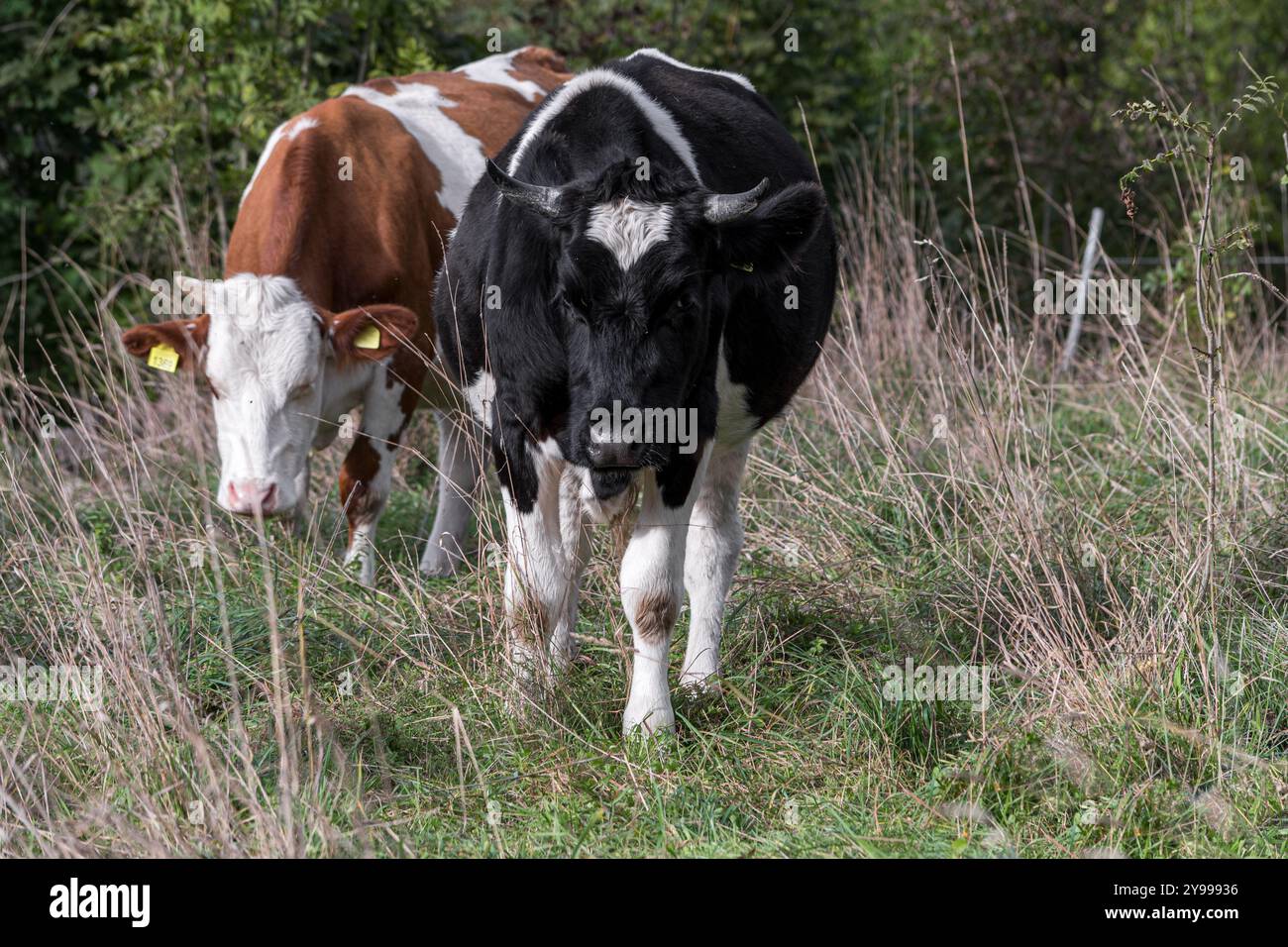 Italian Red Spotted Cow and Black Cow with White Spots Grazing on a ...
