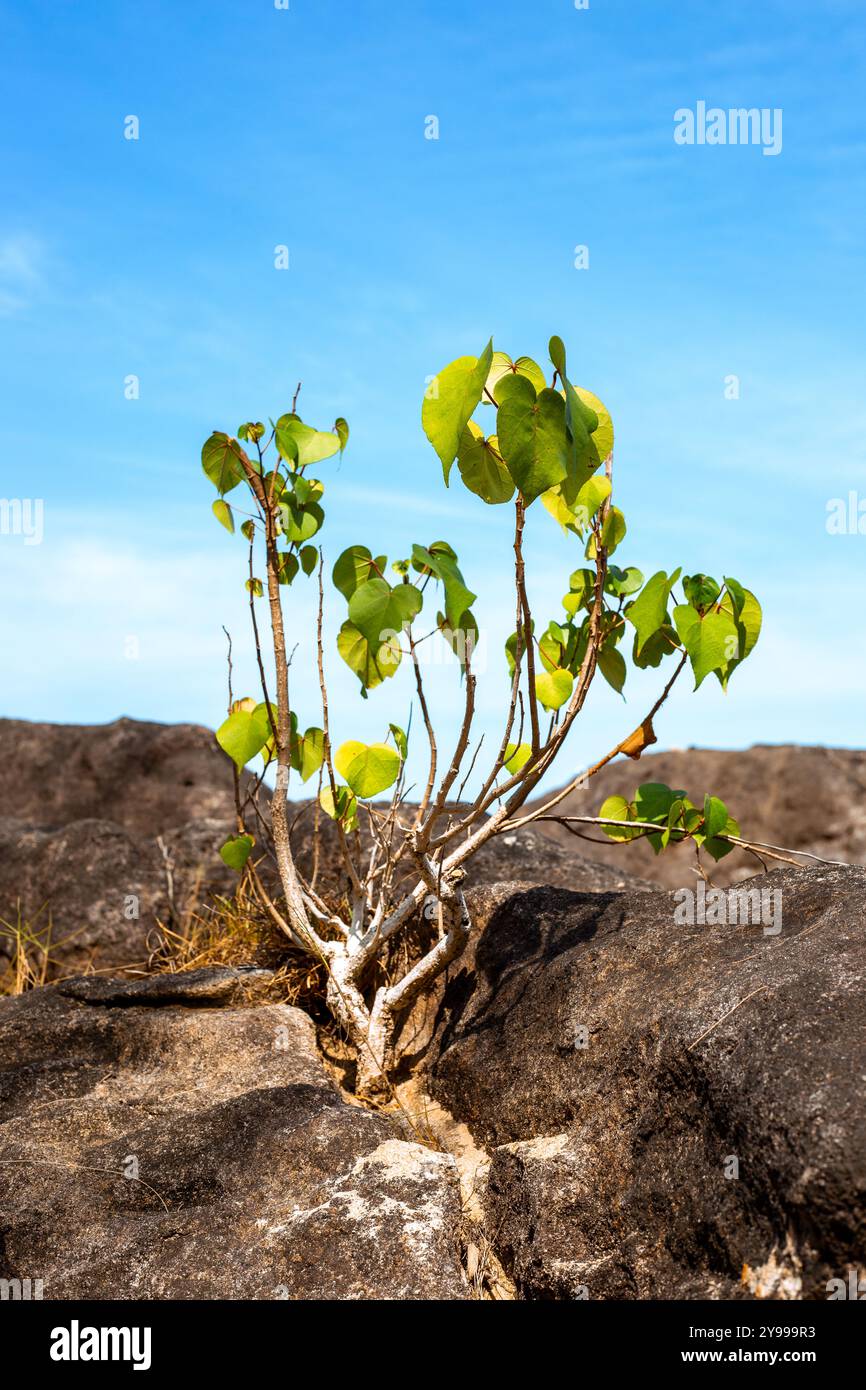 A green plant grows from a crack in the rocks. The struggle for life ...