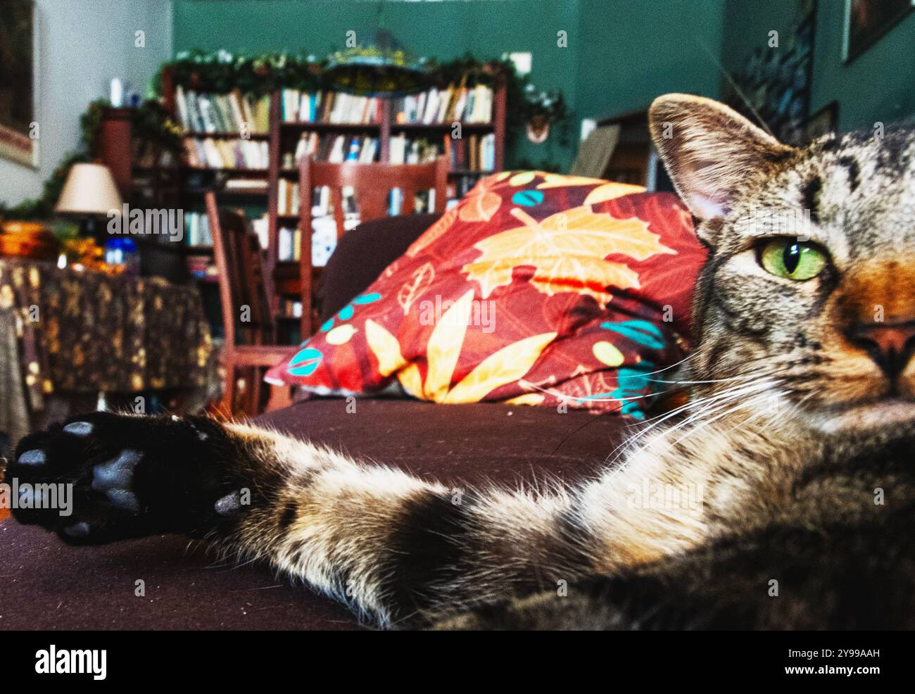 House cat in domestic setting Stock Photo - Alamy
