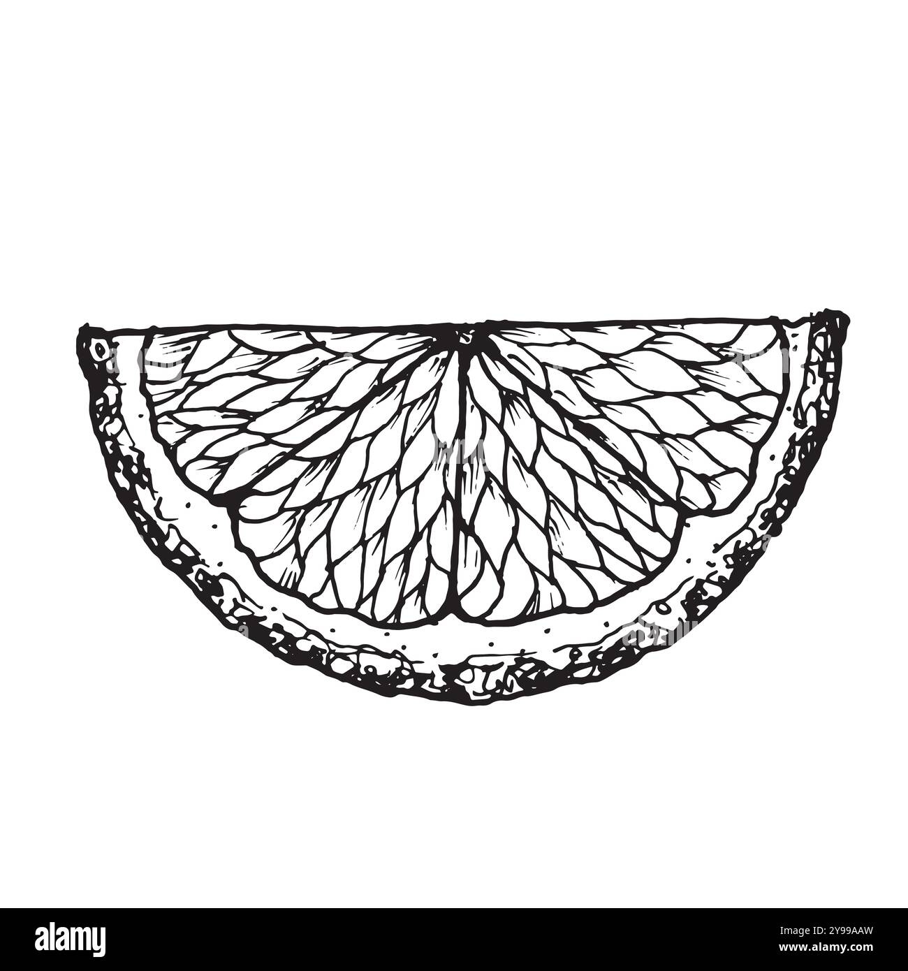 Graphic illustration of mandarin. Vector monochrome clipart of tropical ...