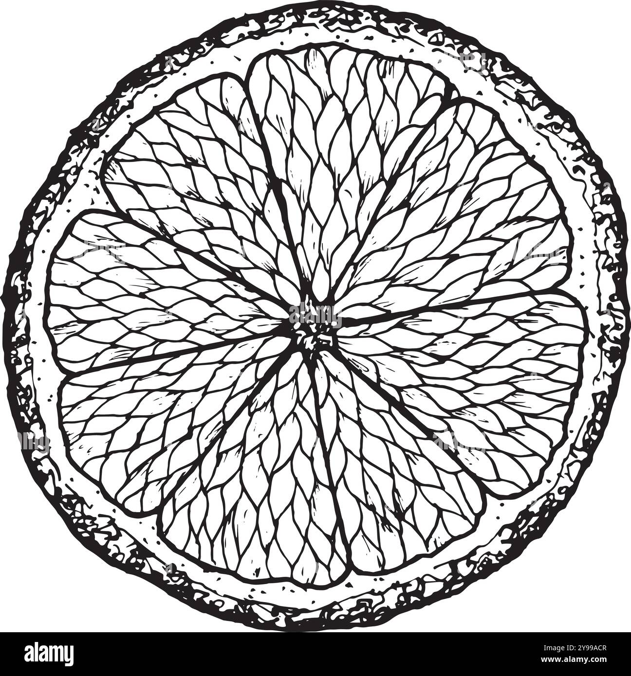 Graphic illustration of mandarin. Vector monochrome clipart of tropical ...