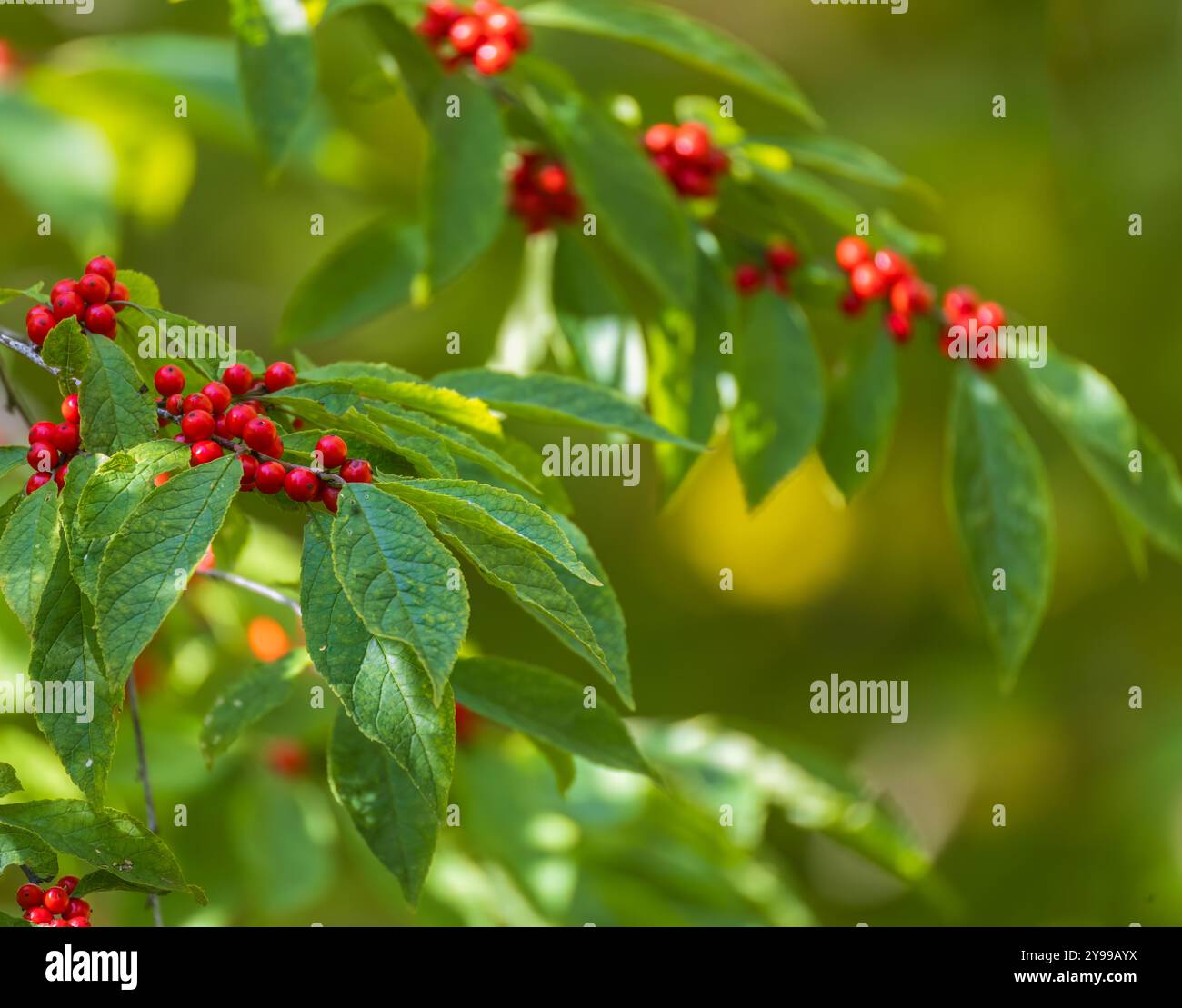 Winterberry growing along a woodland in northern Wisconsin Stock Photo ...
