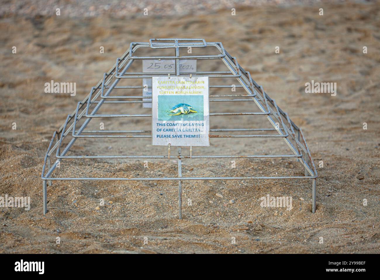 Sea turtle egg laying site. Protected green turtle nesting area on the ...
