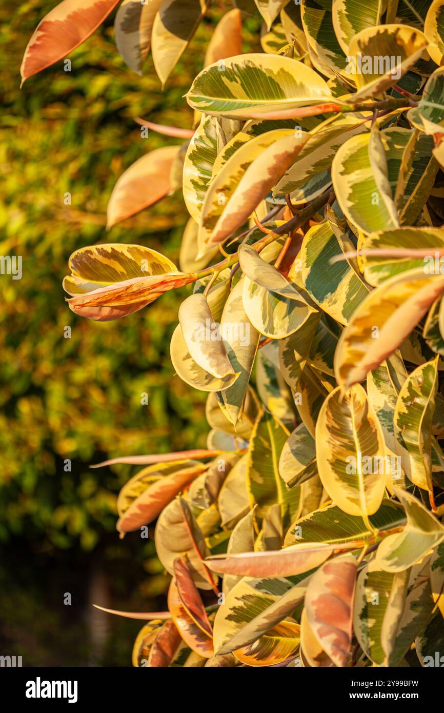 Ficus deltoidea, commonly known as mistletoe fig Mas Cotek in Malaysian ...