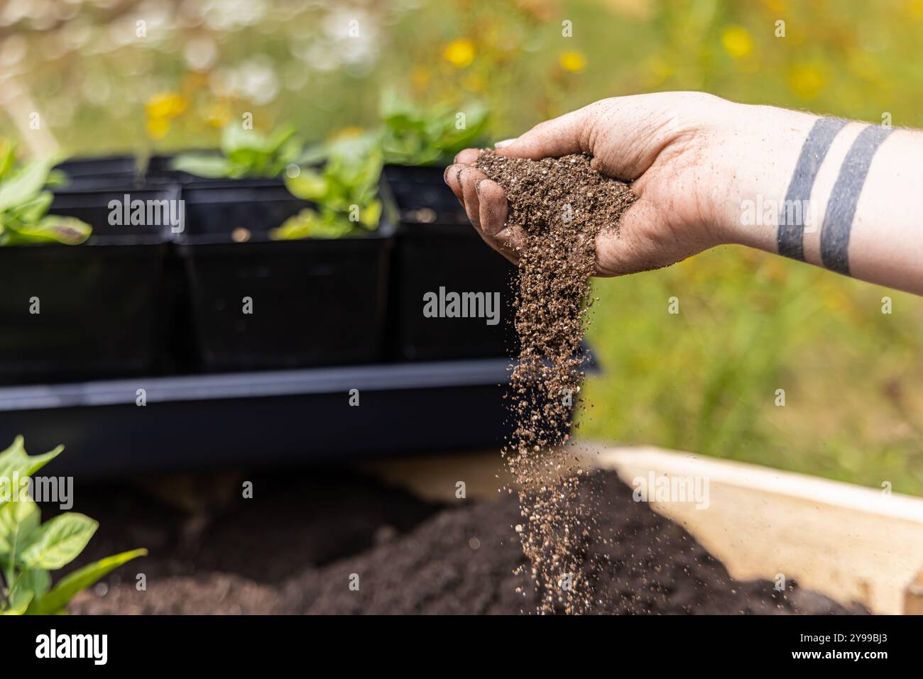Gardener pouring soil into raised bed, surrounded by greenery. Promotes ...