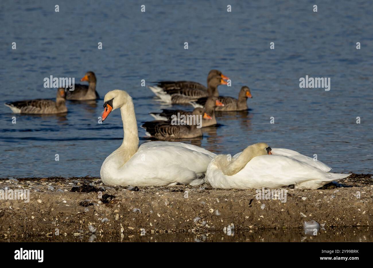 Group swans other birds in hi-res stock photography and images - Alamy