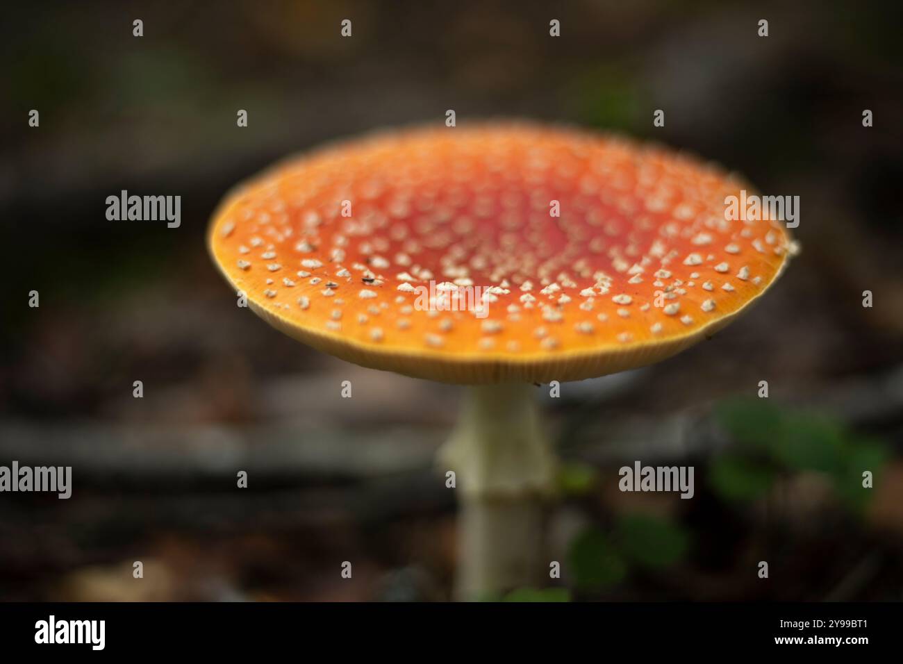Red fly in the forest. Mushroom in the forest. A fly agaric mushroom ...