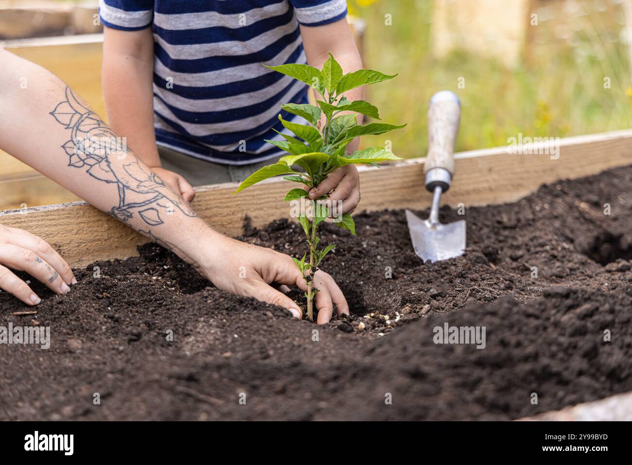 Father and his son with long hair are planting a small tree in their ...