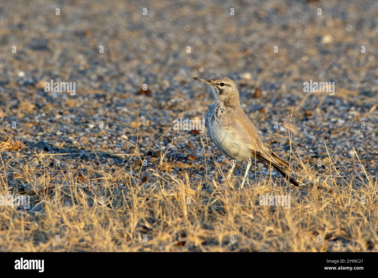 greater hoopoe-lark or Alaemon alaudipes at desert national park ...