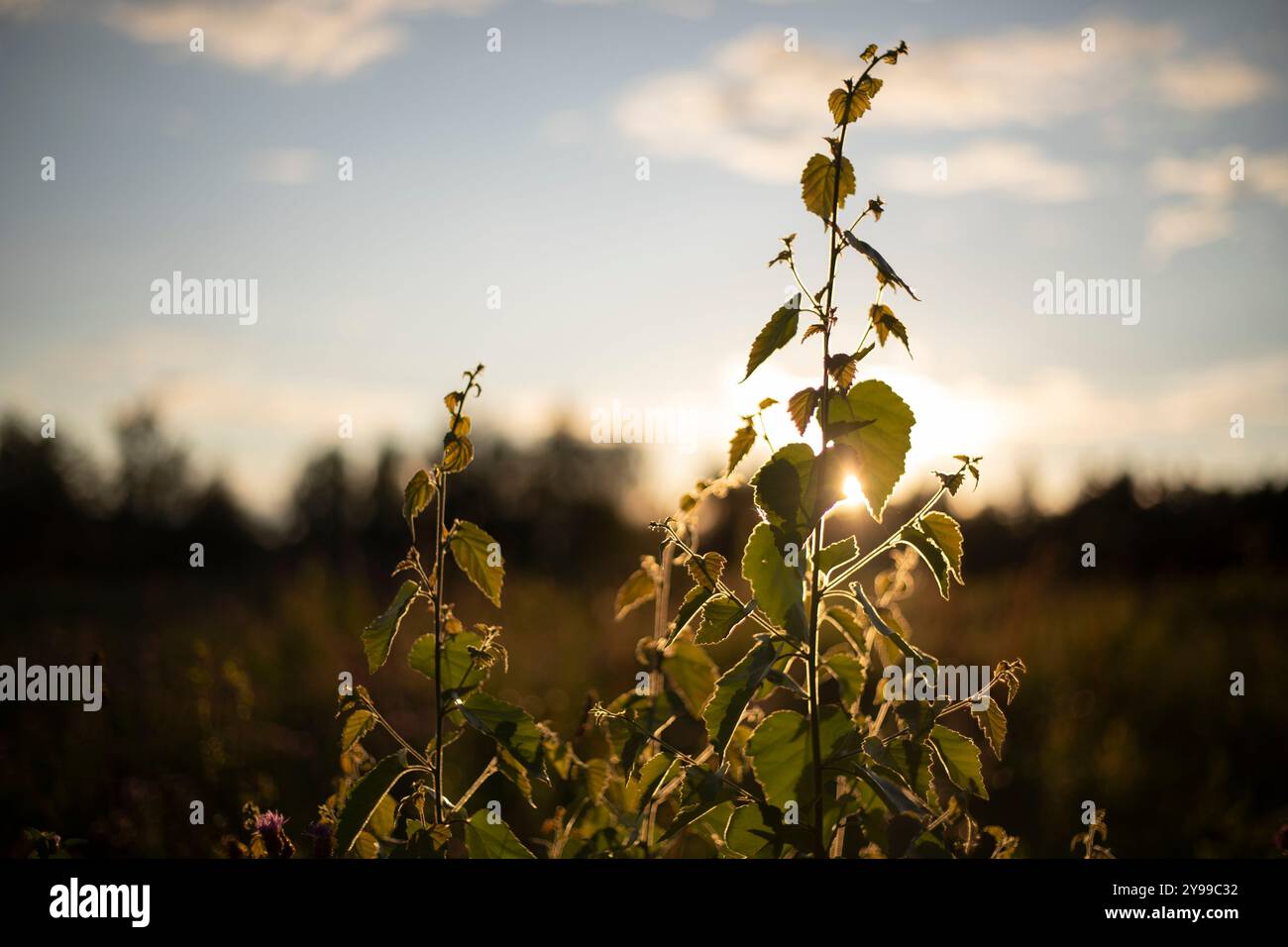Plants in summer. Wild vegetation. Summer greenery. Natural objects ...