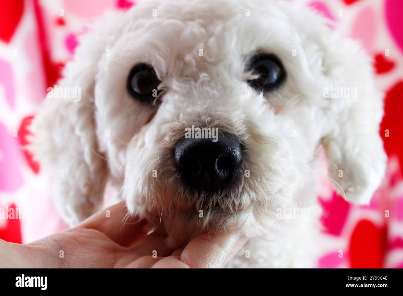 Hand caressing the face of a cute white poodle Stock Photo - Alamy