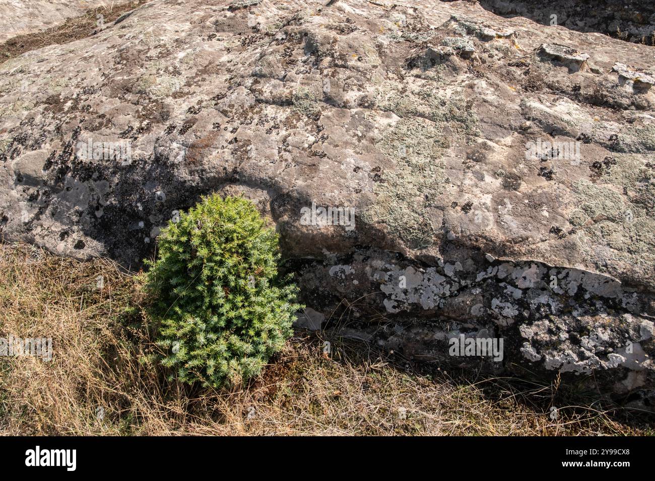 Small common juniper tree growing on a stone in the mountains closeup ...