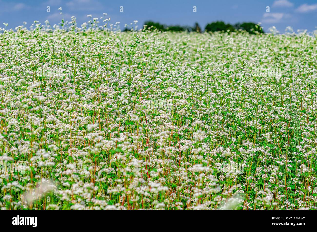 Buckwheat agricultural farm. Spring field is blooming with buckwheat ...
