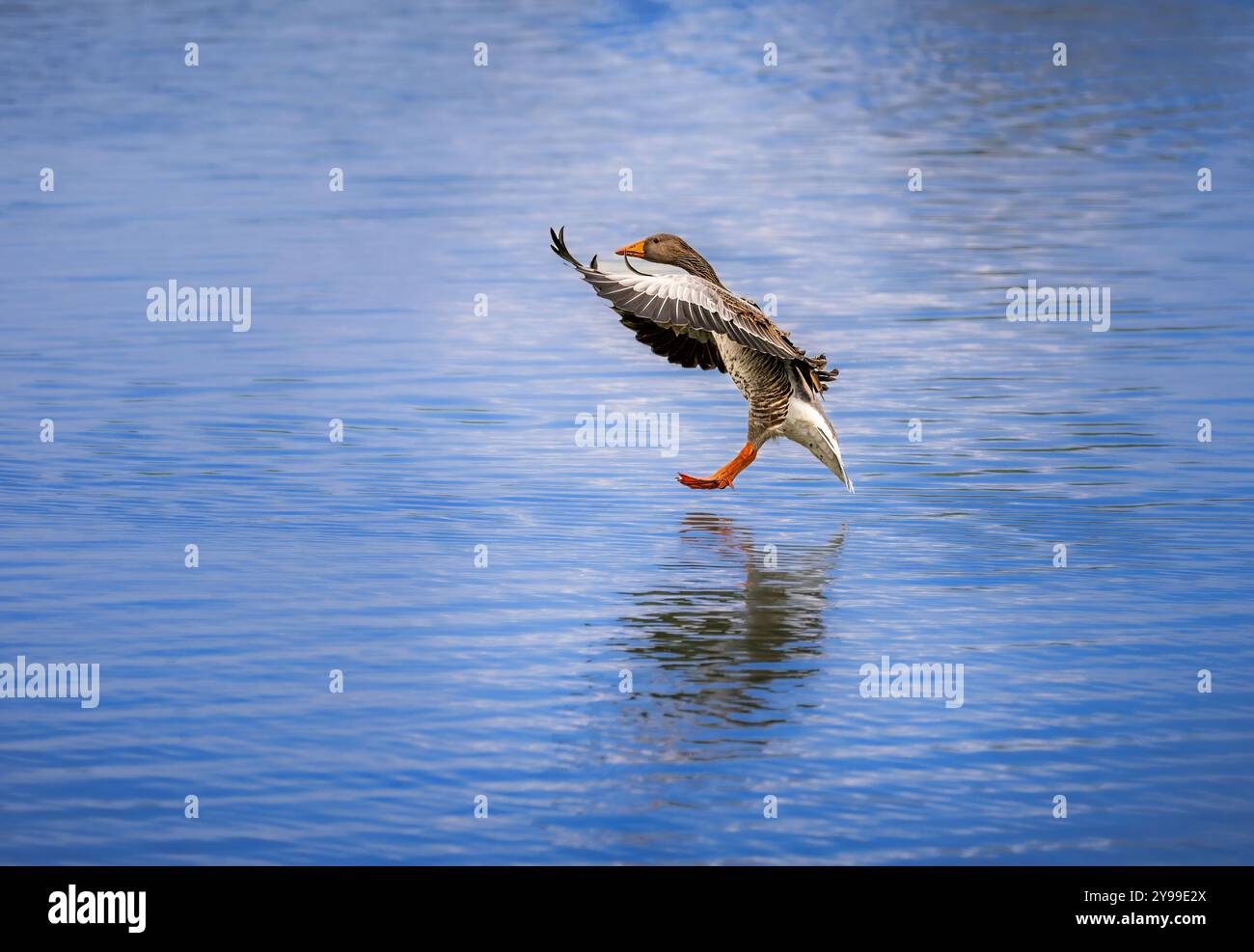 Goose waterfowl hi-res stock photography and images - Alamy