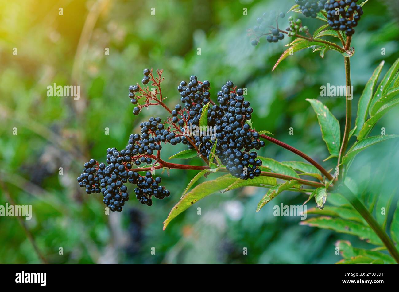 European elder hi-res stock photography and images - Alamy