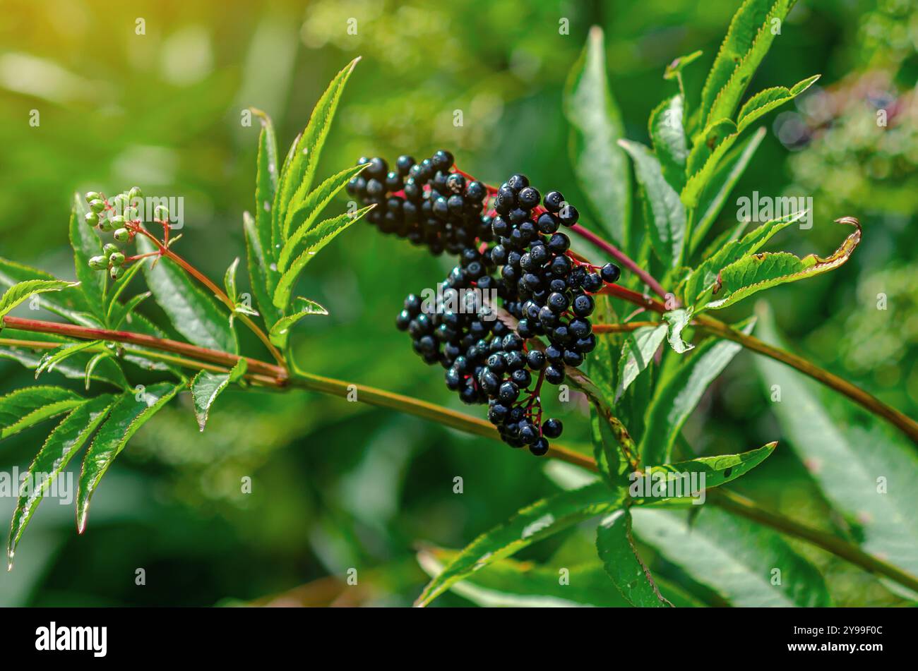 Elderberry benefits hi-res stock photography and images - Alamy