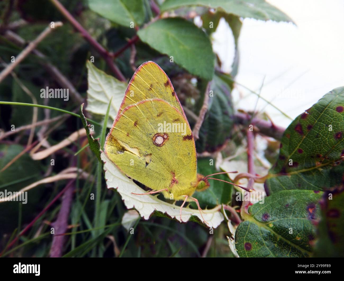 Clouded Yellow butterfly,"Colias croceus" golden yellow migrant to the ...