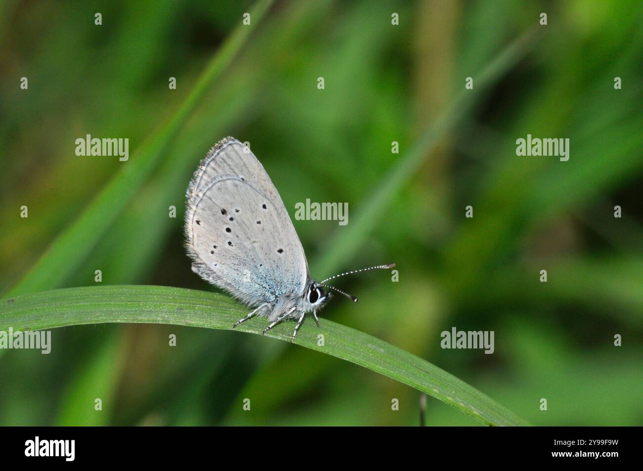 Small Blue Butterfly" Cupido minimus" in grass on the National Nature ...