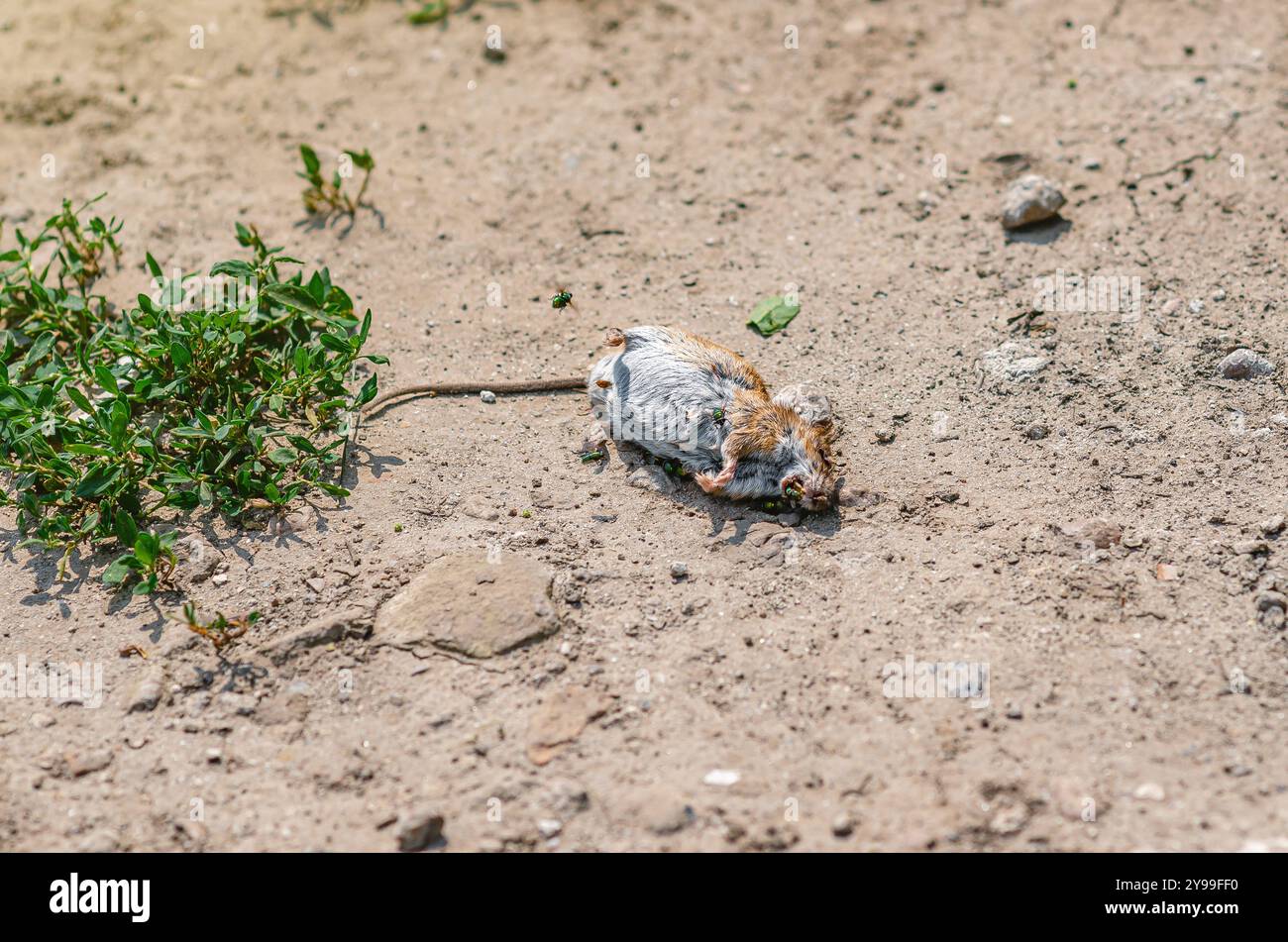 Dead red and white rat lies on side of road in summer. Fighting ...