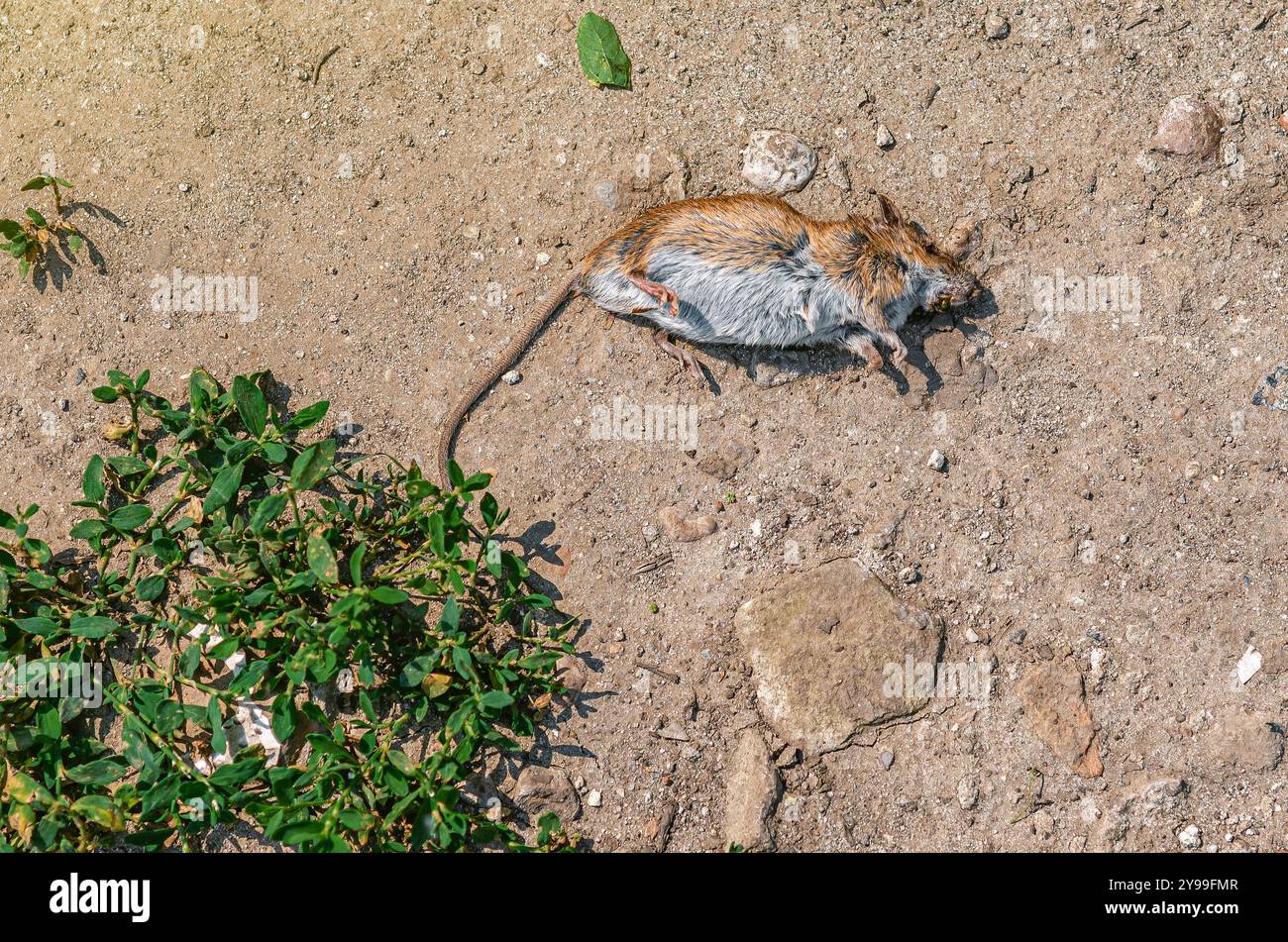 Dead red and white rat lies on side of road in summer. Fighting ...