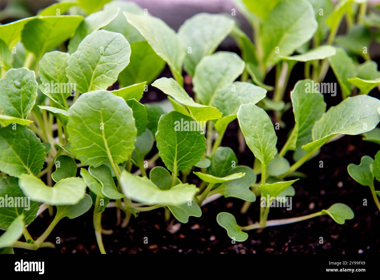 small bok choi seedlings (bok choy or chinese cabbage). growing organic ...