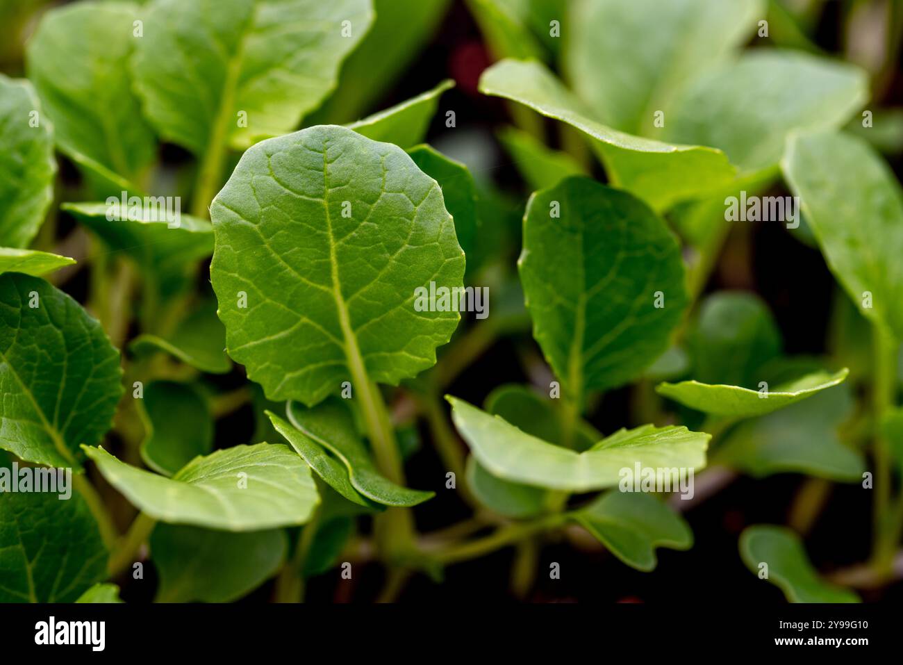 small bok choi seedlings (bok choy or chinese cabbage). growing organic ...