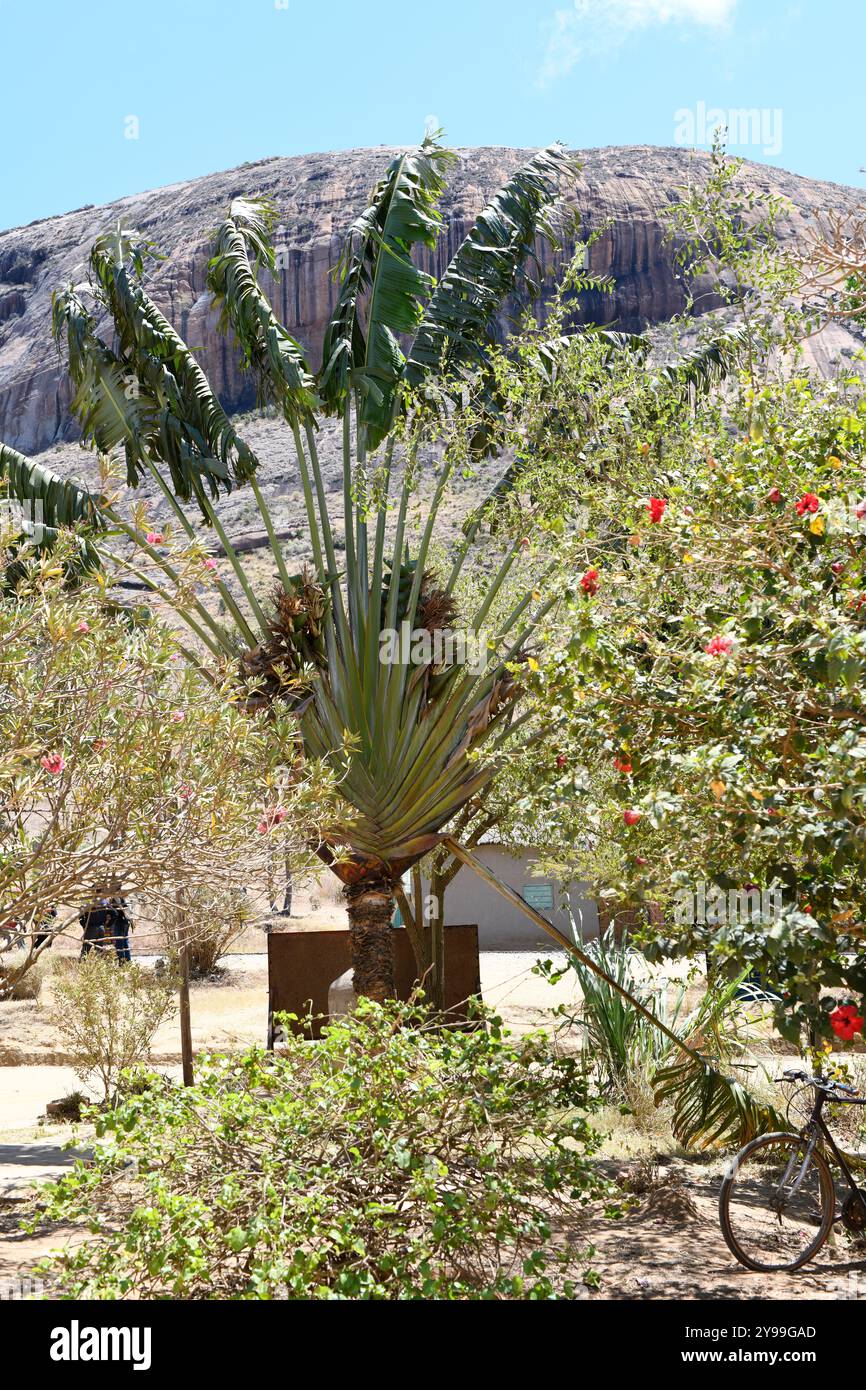 Anja Community Reserve. Traveller's tree (Ravenala madagascariensis ...