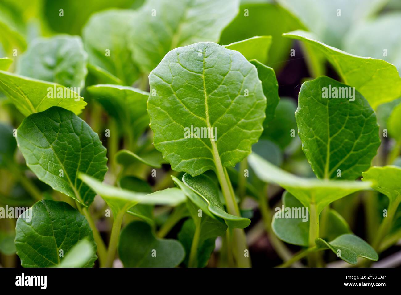 small bok choi seedlings (bok choy or chinese cabbage). growing organic ...