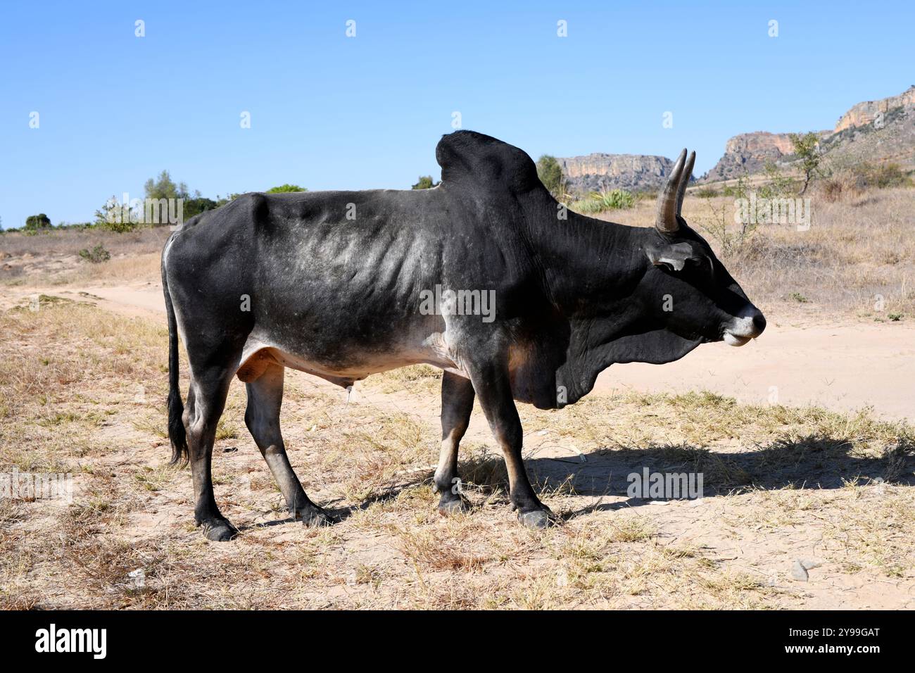 Bos indicus hi-res stock photography and images - Alamy
