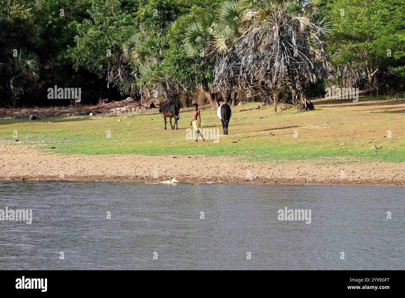 Iharana lake, boy and zebus. Sava region, Madagascar Stock Photo - Alamy