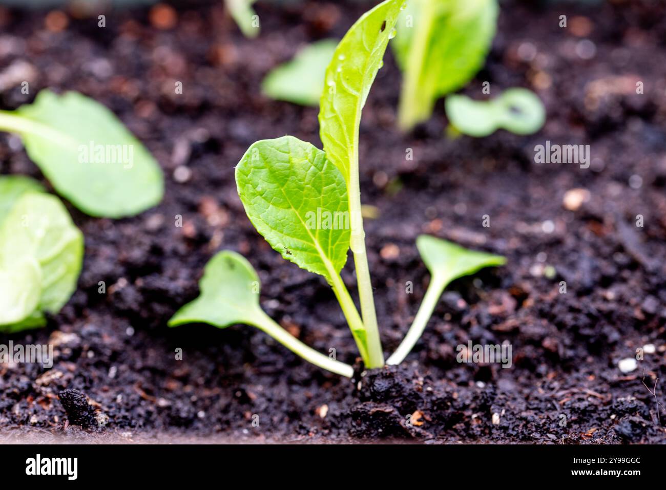 small bok choi seedlings (bok choy or chinese cabbage). growing organic ...