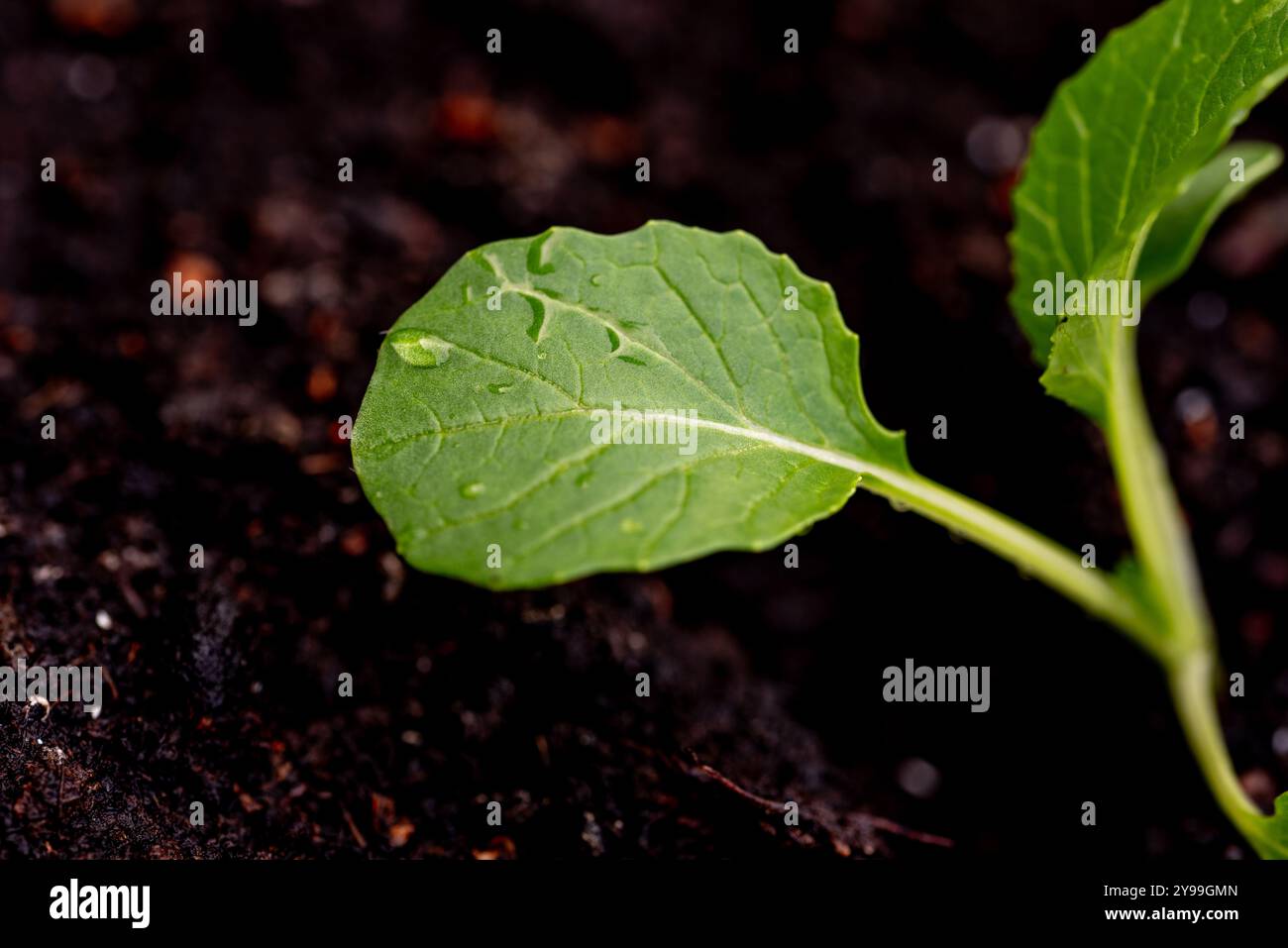 small bok choi seedlings (bok choy or chinese cabbage). growing organic ...