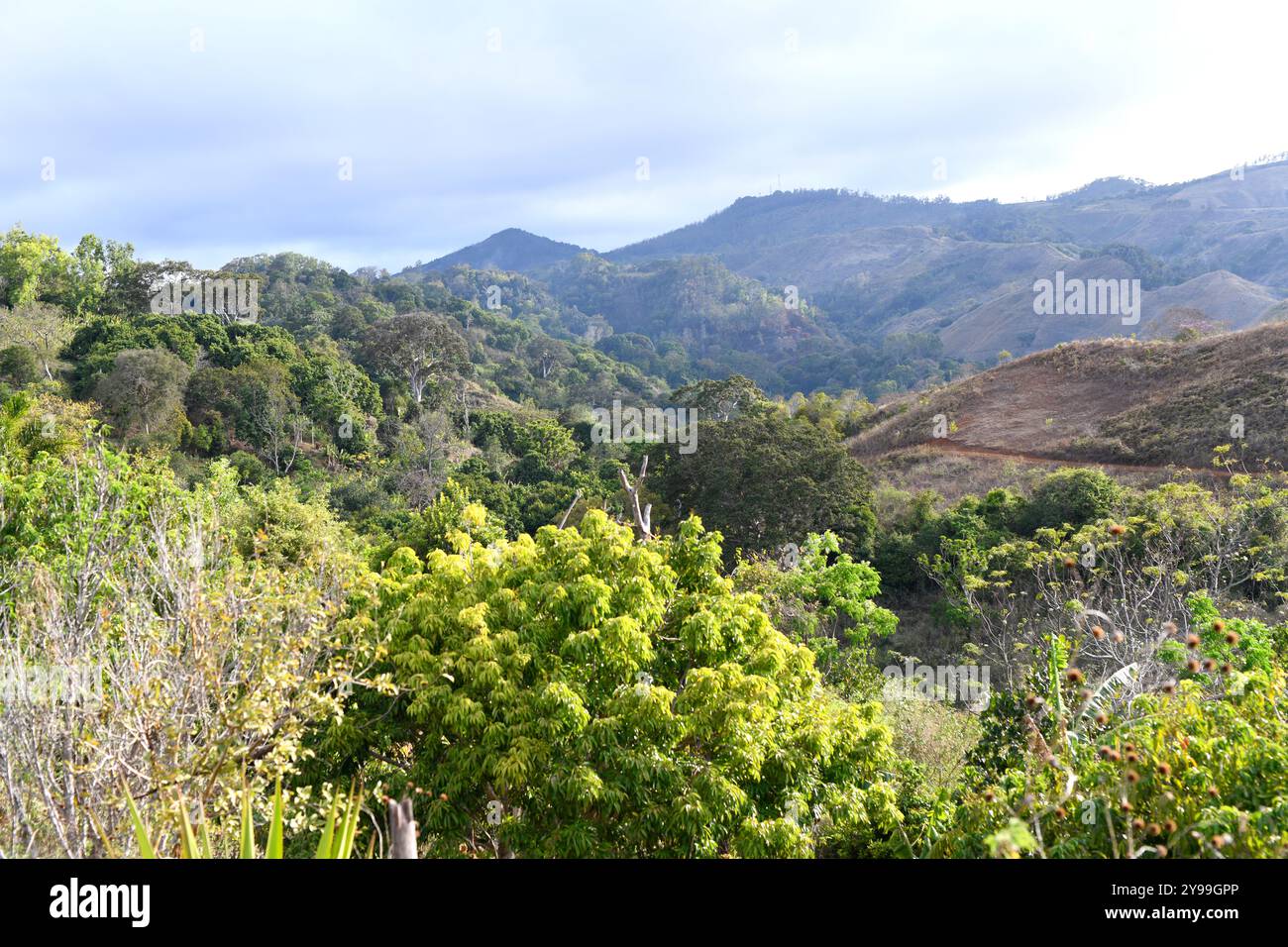 Montagne d'Ambre, rainforest affected by deforestation. Antsiranana ...
