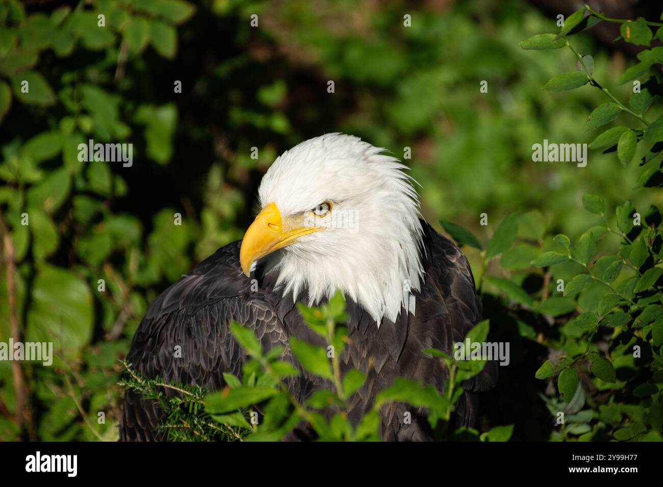 Bald Eagle at the Alaska Raptor Center in Sitka Alaska. Each year, the ...