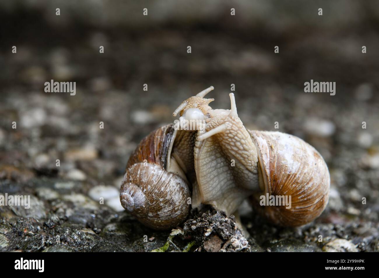 Two Helix pomatia snails mating, land snail Stock Photo - Alamy