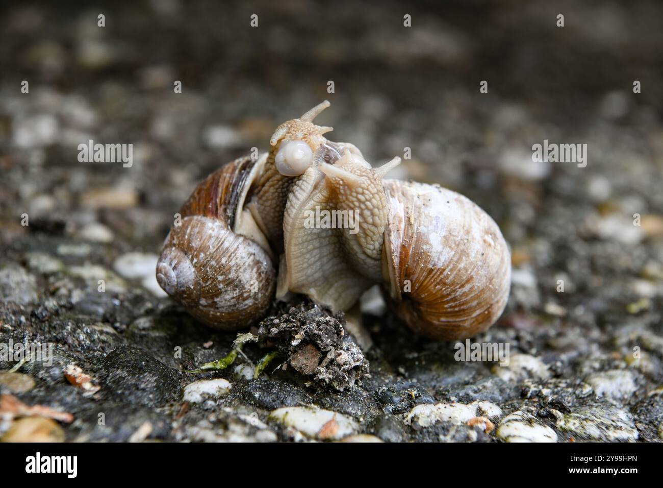 Two Helix pomatia snails mating, land snail Stock Photo - Alamy