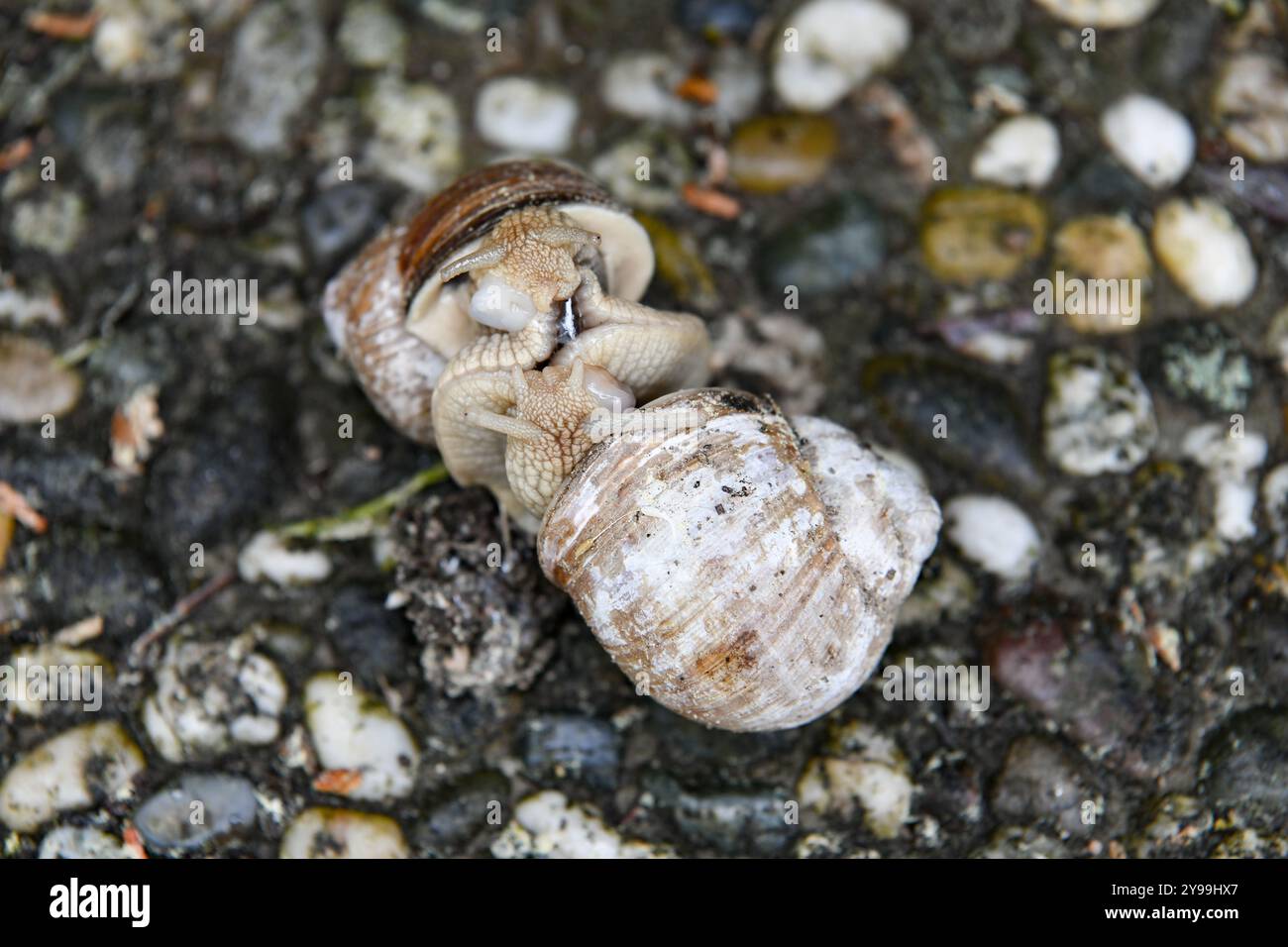 Snail close up up snails hi-res stock photography and images - Alamy