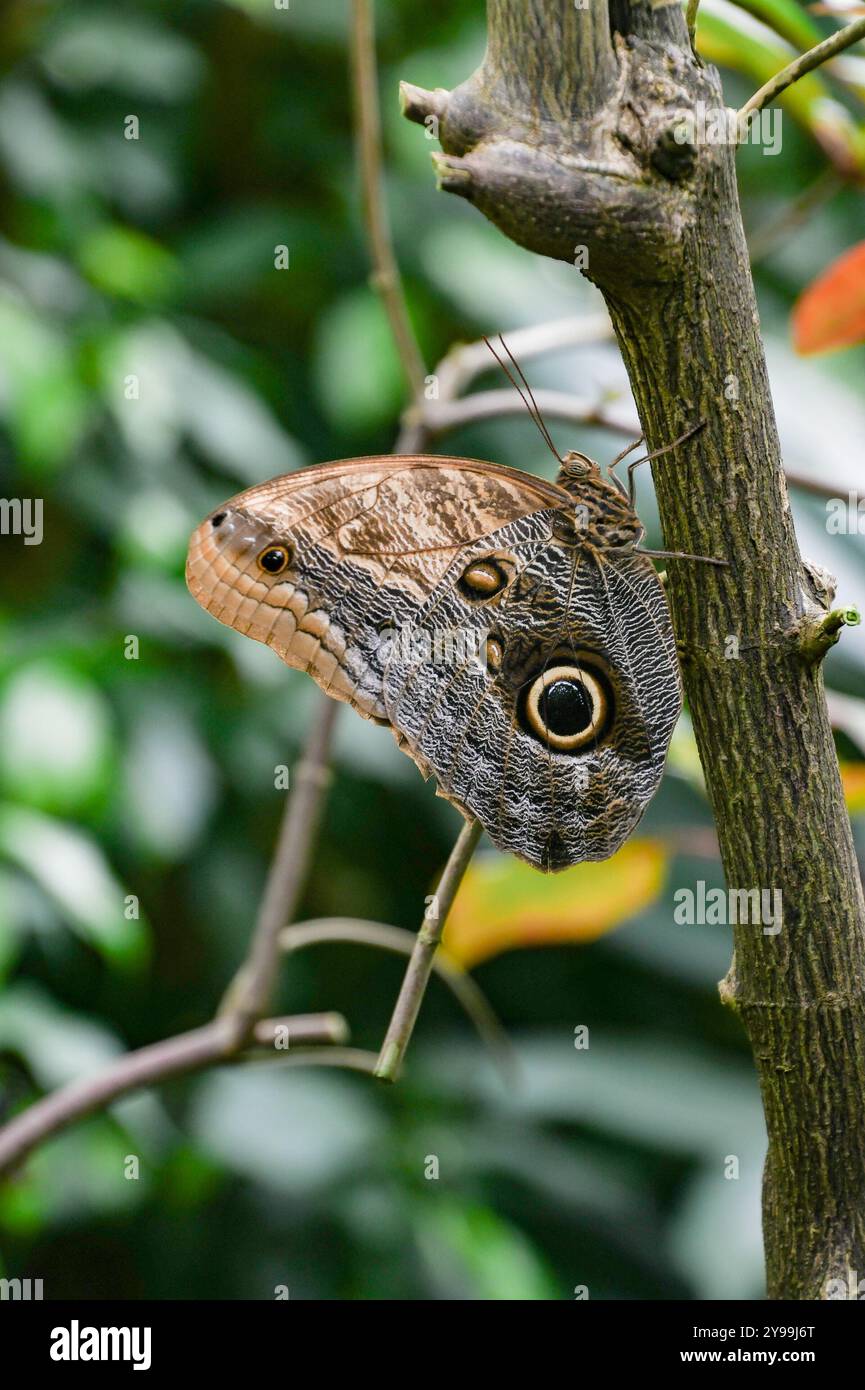 Lepidoptera metamorphosis caterpillar butterfly hi-res stock ...