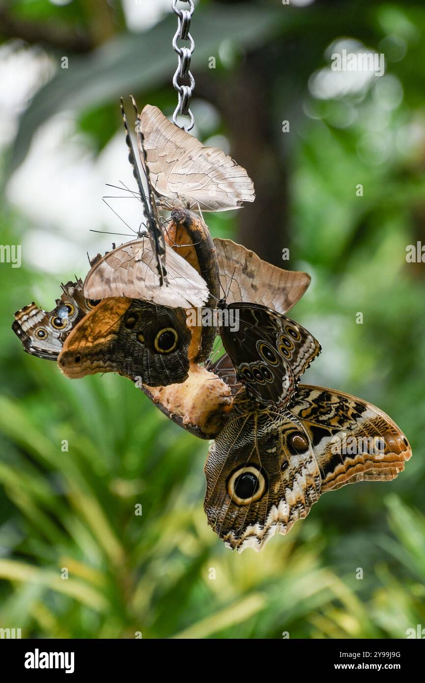 Caligo eurilochus, forest giant owl butterflies feeding tropical fruits ...