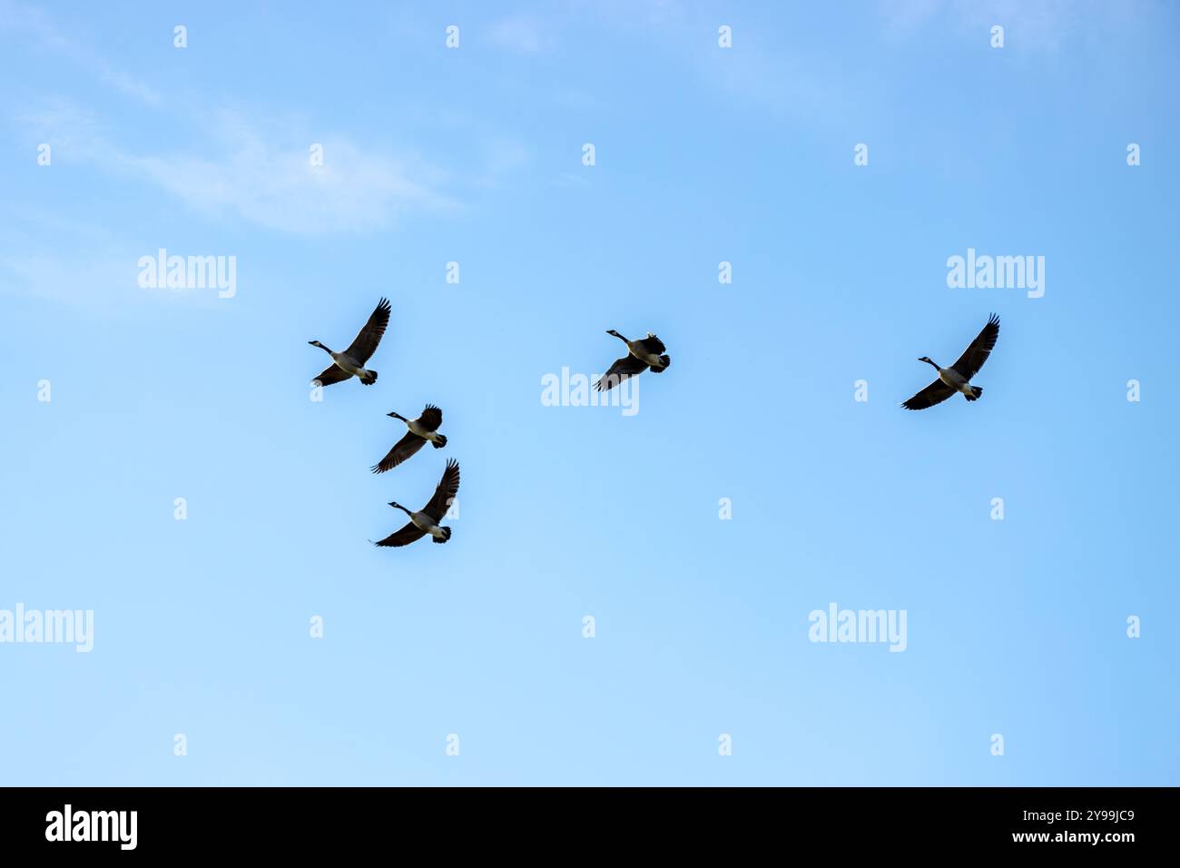 Birds are flying under the sky hi-res stock photography and images - Alamy