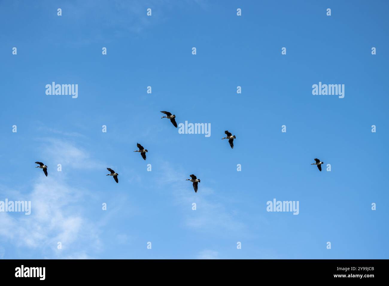 Canada geese flying in formation under a blue sky with light clouds ...