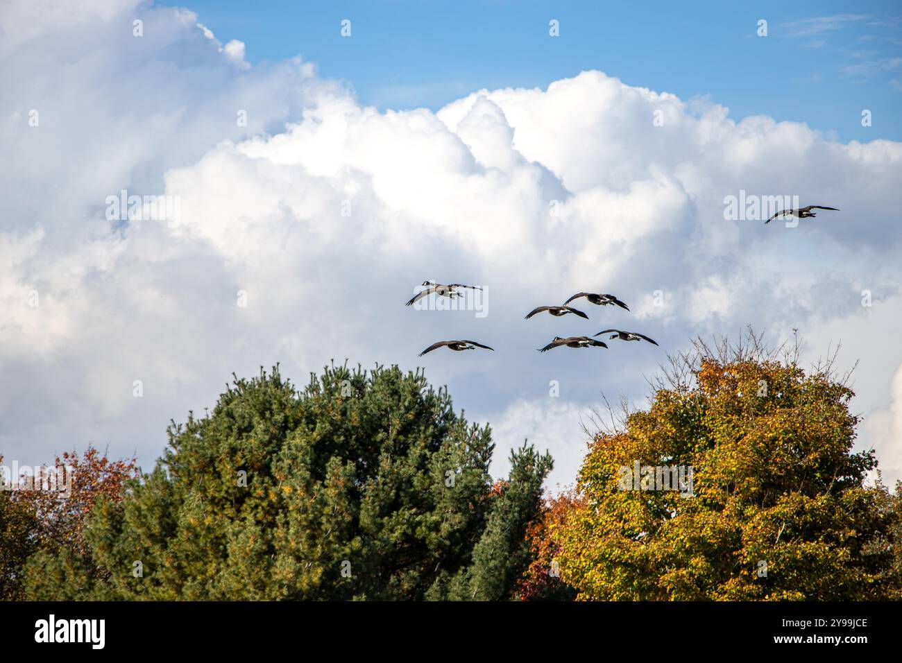 Canada geese flying in formation over colorful trees in autumn. Big ...