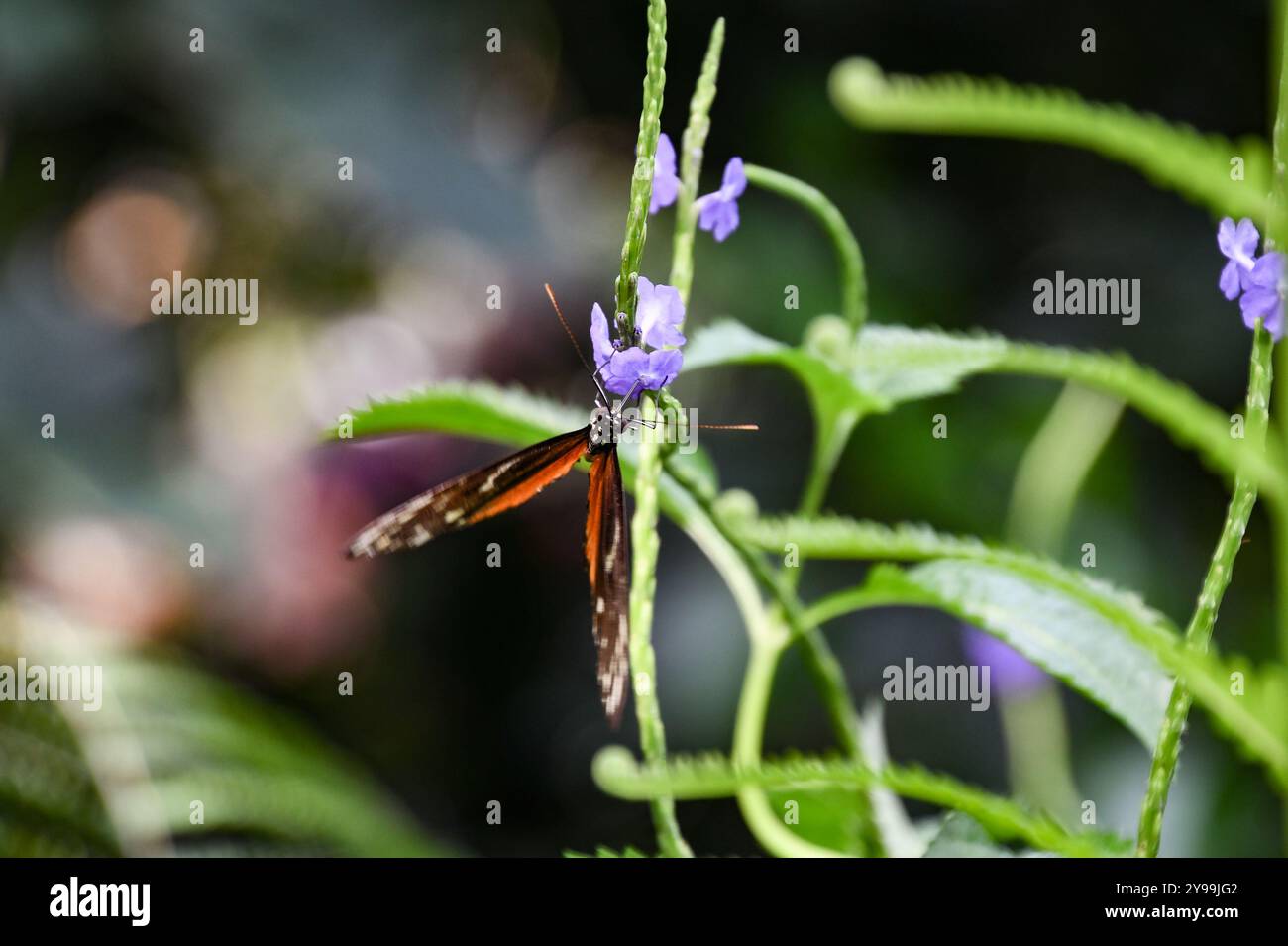 heliconius hecale tropical butterfly in nature, white spotted butterfly ...