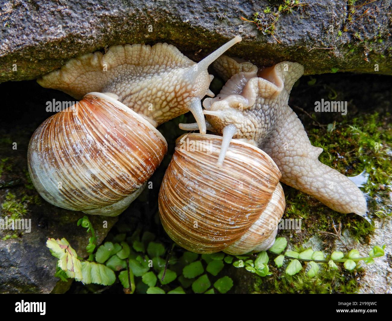 Two Helix pomatia snails mating, land snail Stock Photo - Alamy