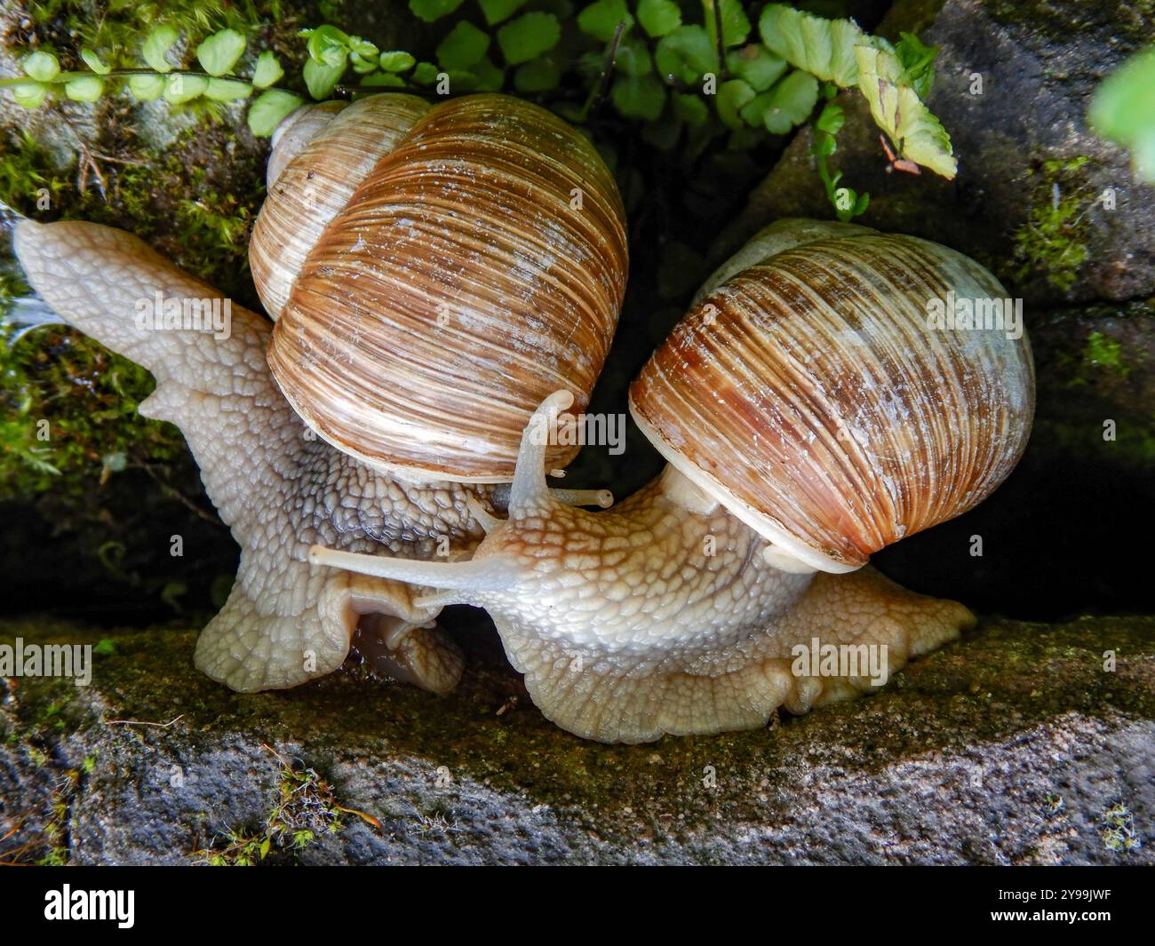 Two Helix pomatia snails mating, land snail Stock Photo - Alamy