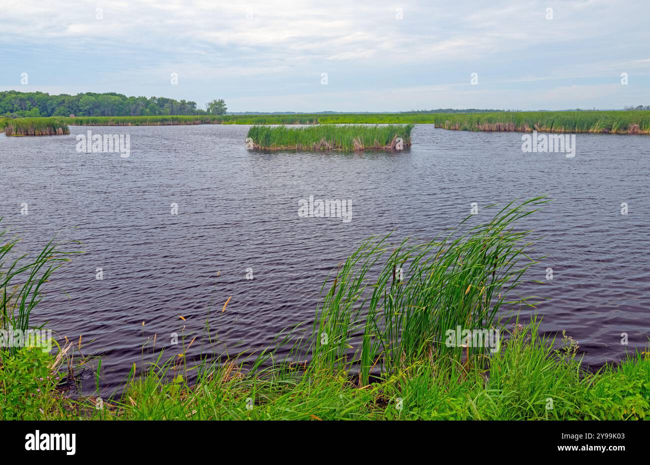 Wetlands and Grasses in a Wildlife Refuge at the Horicon National ...
