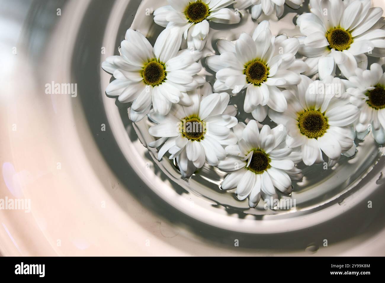 white margaret flowers in the water and colorfull light backrgound ...