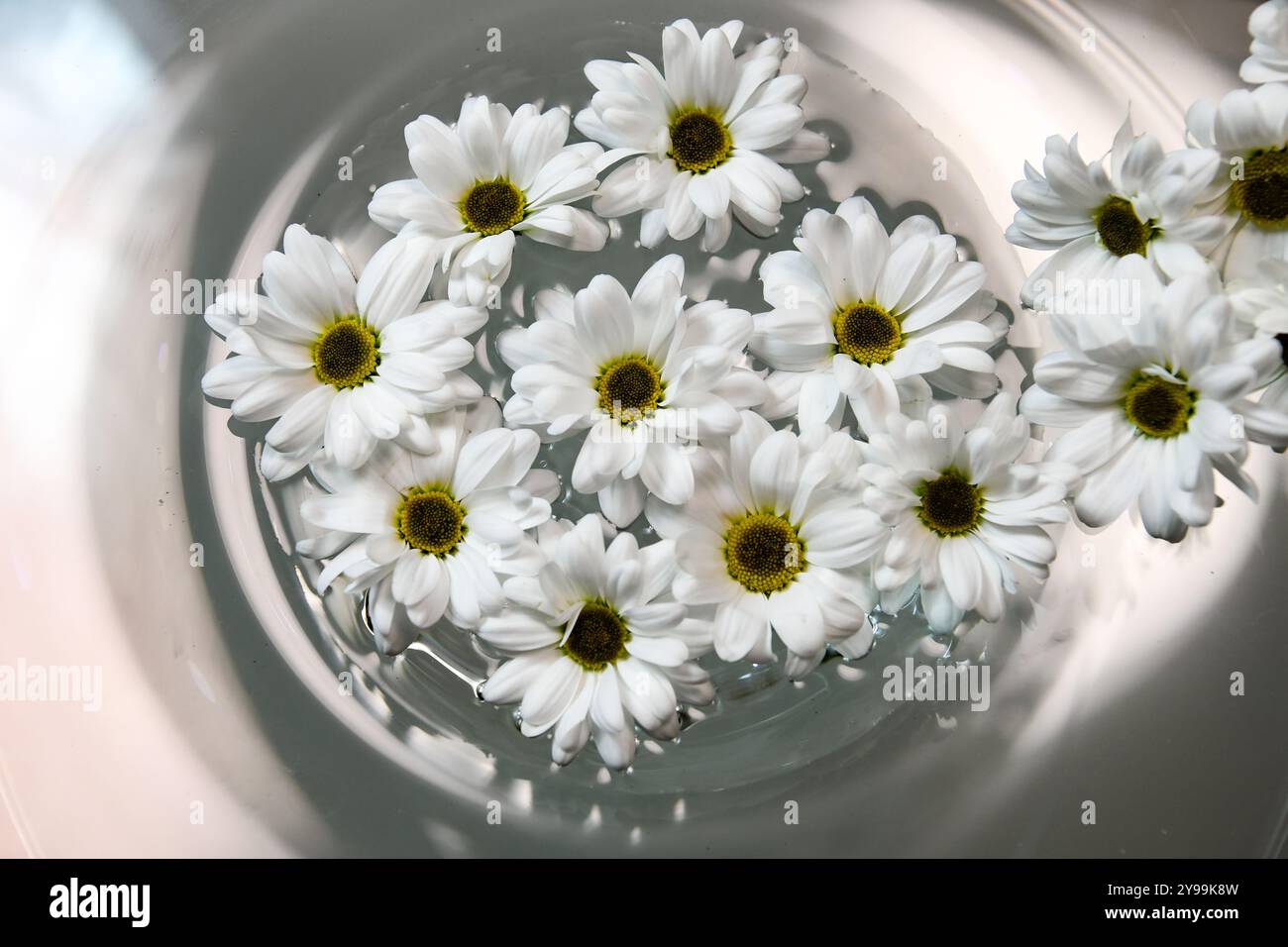 white margaret flowers in the water and colorfull light backrgound ...