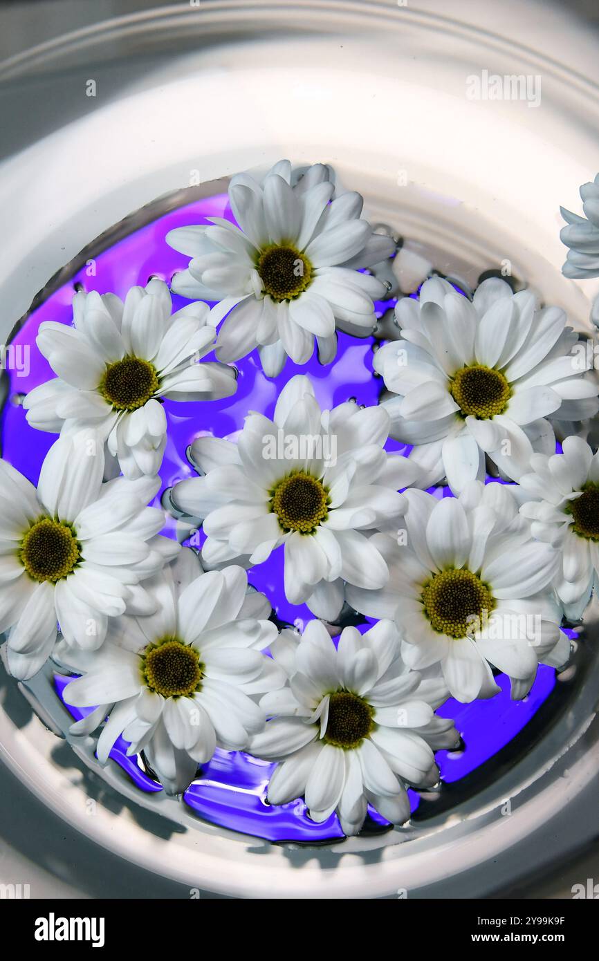 white margaret flowers in the water and colorfull light backrgound ...